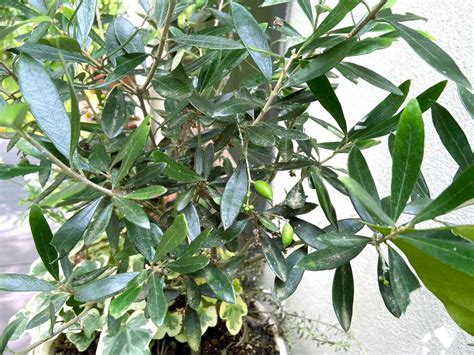 オリーブ成長日記01花が咲く セカジャカブログ