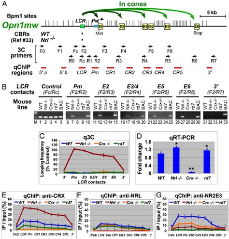Active Murine Opn1mw M Locus Displays Chromosomal Loops Between Its Download Scientific