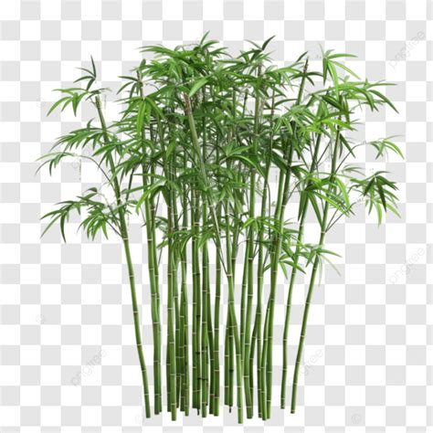 녹색 들판에 있는 대나무 식물 대나무 삽화 가상 대나무 대나무 Png 일러스트 및 이미지 에 대한 무료 다운로드 Pngtree