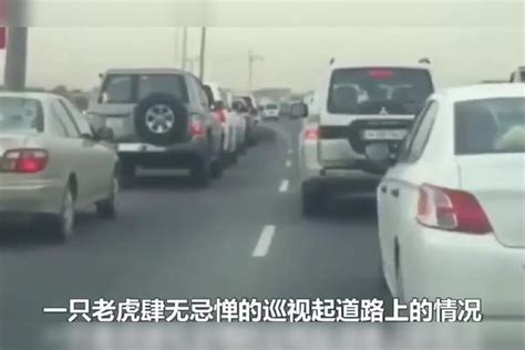 男子半夜开车回家，却被一头猛兽拦住去路，这该如何是好猛兽去路男子