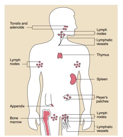 Lymphatic System Appendix Lymphatic System Anatomy Unveiling The Bodys Defense Network
