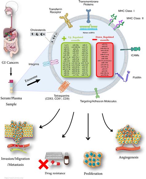 Deregulated Circulating Exosomal Micrornas In Gastrointestinal