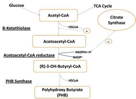 Biosynthesis Of Polyhydroxy Butyrate Download Scientific Diagram
