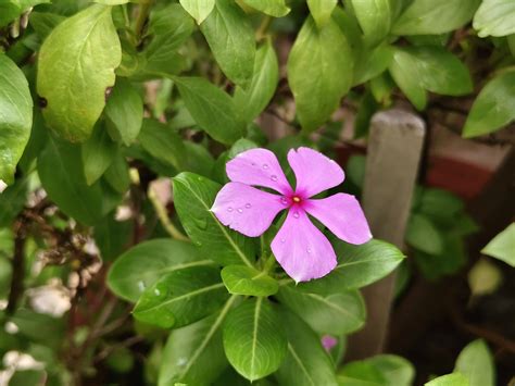 Vivo T Ultra Review A Performance Centric Mid Ranger Techsprout News