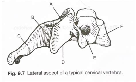 Typical C Spine Vertebrae Lateral Diagram Quizlet