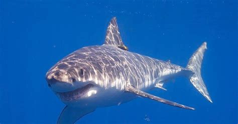 지구 온난화로 백상아리 영국까지 북상 중 여행