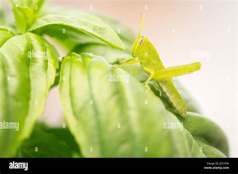 Beautiful Small Green Grasshopper Close Up Resting On Basil Leaves