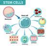 What Stem Cell Is And Its Use GeeksforGeeks
