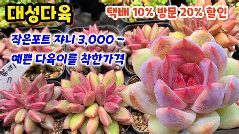 대성다육 4 가격착한 작은포트 쟈니 3 000 ~ 흑진주 5 윤이 레드벨벳 블루아이즈 티볼리 7 캔디 꽃소금 1만 블루사파이어 1만 드로잉 6 Youtube