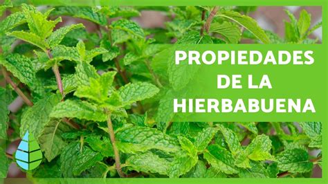 Beneficios De La Hierbabuena 🌿 Propiedades Cómo Tomarla Y