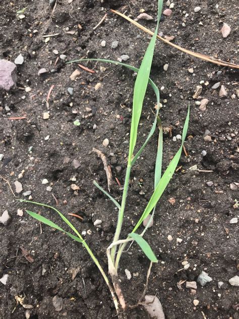 Weed Identifier Object Detection Dataset And Pre Trained Model By SEED