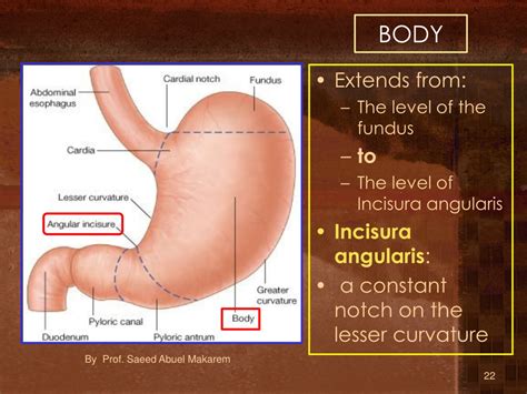 Ppt Esophagus And Stomach Anatomy Overview Powerpoint Presentation Free Download Id 9596017
