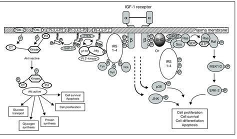 Multiple Signaling Pathways For The Igf 1r Erk Extracellular