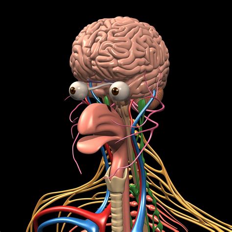 What Are Nervous System