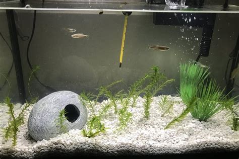 Ghost Shrimp Tank Setup
