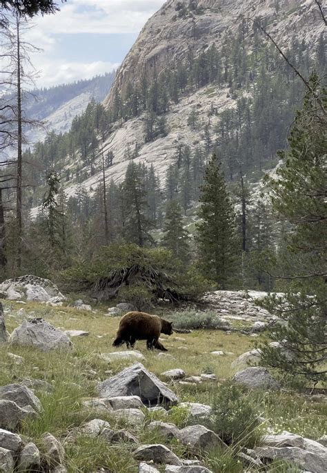 Kings Canyon Bears