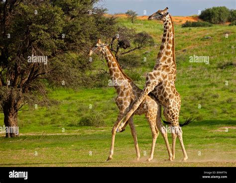 Mating Giraffes