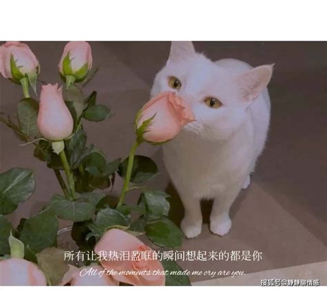 所有让我热泪盈眶的瞬间想起来的都是你 搜狐大视野 搜狐新闻
