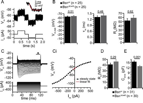 Figure 1 1 From The Role Of The Presynaptic Scaffold Protein Bassoon In Synaptic Transmission At