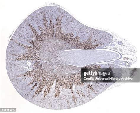 Immunoperoxidase Staining Of Formalin Fixed Paraffin Embedded Rat ニュース写真 Getty Images