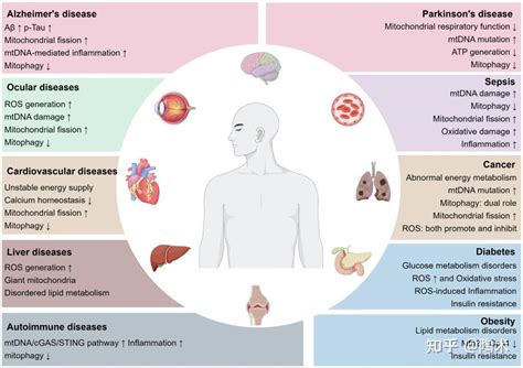 线粒体在氧化应激、炎症和衰老中的作用 知乎