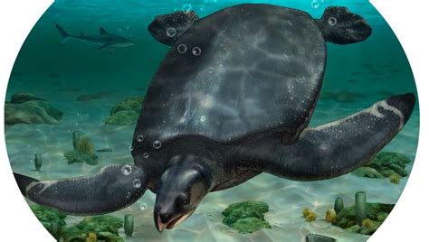 Fossil Of Car Sized Sea Turtle Likely One Of The Largest Ever