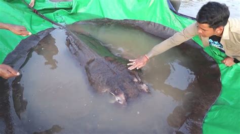 柬埔寨漁民捕獲世界最大淡水魚 長度近4公尺達3百公斤｜20220621 公視新聞全球話 Youtube