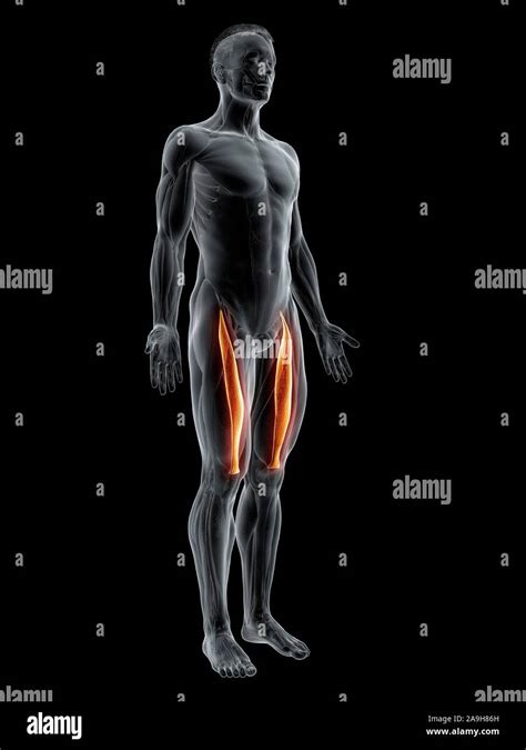 Rectus Femoris Muscle Illustration Stock Photo Alamy