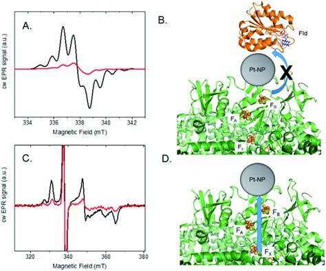 Epr Spectroscopy Of Light Induced Electron Transfer In Photosystem I Pt Download Scientific