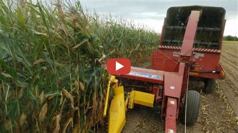 Farm Grown Country Strong Is Chopping Corn Silage This Past Week With