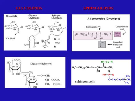 Lipids Structure Classification Functions Ppt