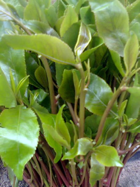 Leaves And Shoots Of Fresh Khat Note Courtesy Of Aa Download