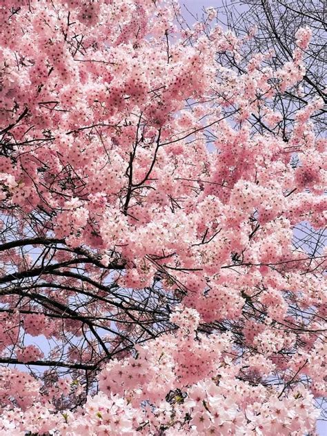Best Things To Do In Central Park With Every Season