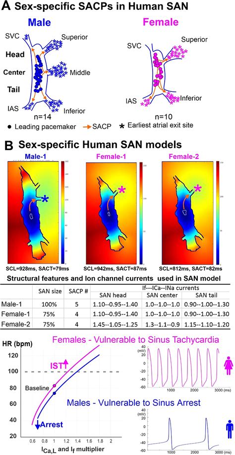 Po 05 072 Sex Specific Differences In Sinoatrial Node Conduction