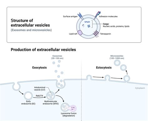 Extracellular Vesicles Biorender Science Templates