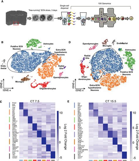Single‐cell Transcriptomics Of Suprachiasmatic Nuclei Reveal A Prokineticin‐driven Circadian
