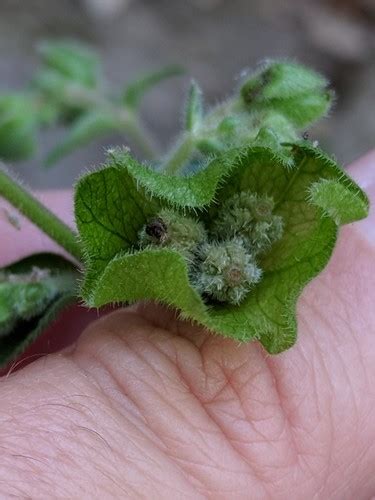 Mirabilis Albida Picturethis