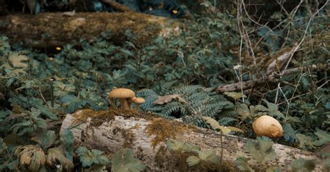 집 밖의 경치 고요한 광야 균류 나무 부패 녹지 농촌의 덤불 무성한 버섯 살구 삼림 지대의 경로 삼림지대 생물 다양성 생체 생태 생태계