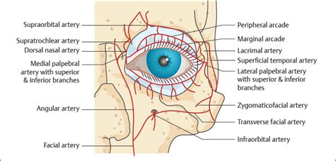 Medial Palpebral Ligament