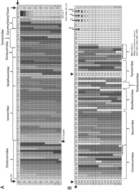 The Depicted Layout Of Printed Oligonucleotide Probes Is For A Download Scientific Diagram