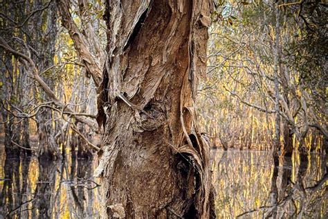 Tree Bark Microbiome Has Important Overlooked Role In Climate New