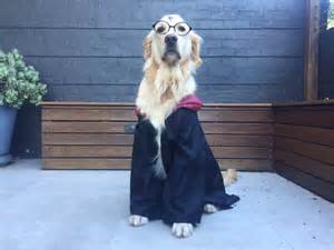 Github Asajm Wrangle And Analyze Data