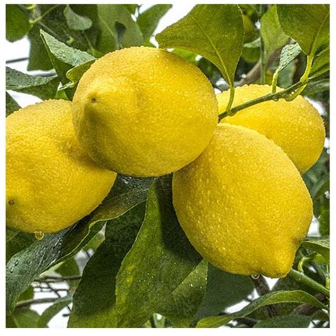 Zeynar Fidancılık Zagara Bianca Limon Fidanı Tr