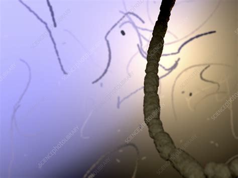 Peptostreptococcus Sp Bacteria Artwork Stock Image C022 6997 Science Photo Library