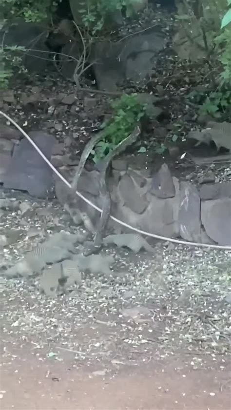 Attack On Python By A Gang Of Mongoose Rnatureismetal