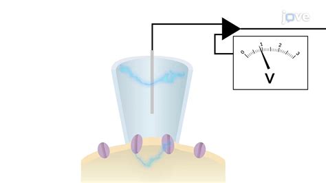 Whole Cell Patch Clamp Electrophysiology A Method To Study Electrical Properties Of Neurons