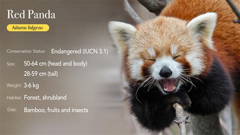 Red Panda Weight