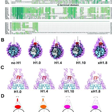 Structural Diversity Of Linker Histone H1 And Chromatosome A