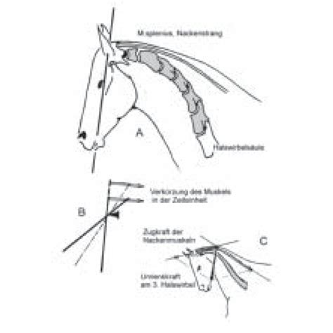 Pdf What Effects Hyperflexion Of The Neck The Influence Of The Head Neck Position On