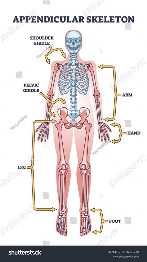Appendicular Skeleton Labeling Worksheet